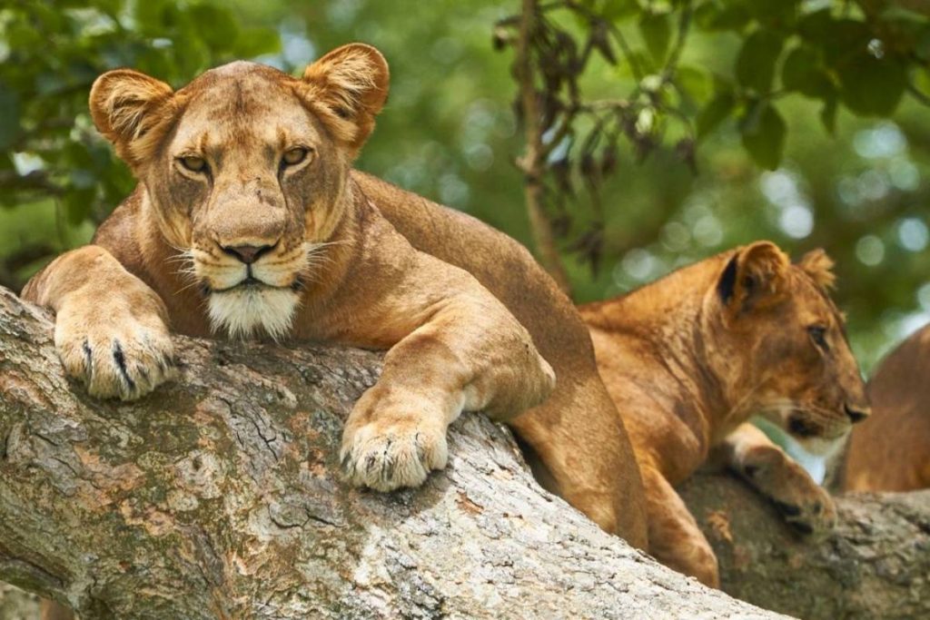 Queen Elizabeth National Park – Roar Quest Safaris